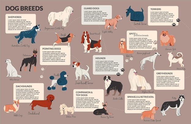 Selective Breeding: Understanding Your Dog’s Temperament via Breed Type ...